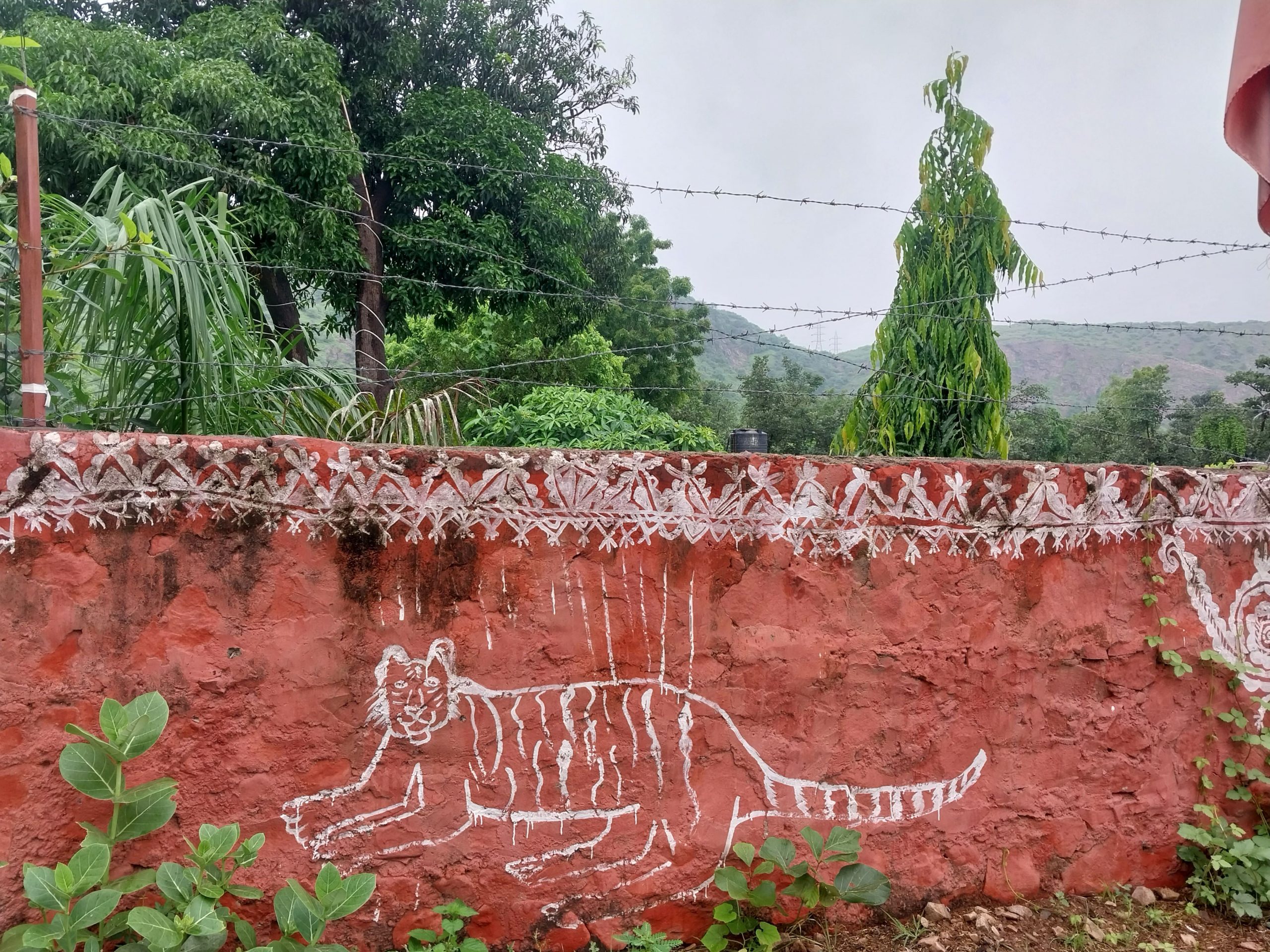 India’s tiger distribution needs balance | Tehelka