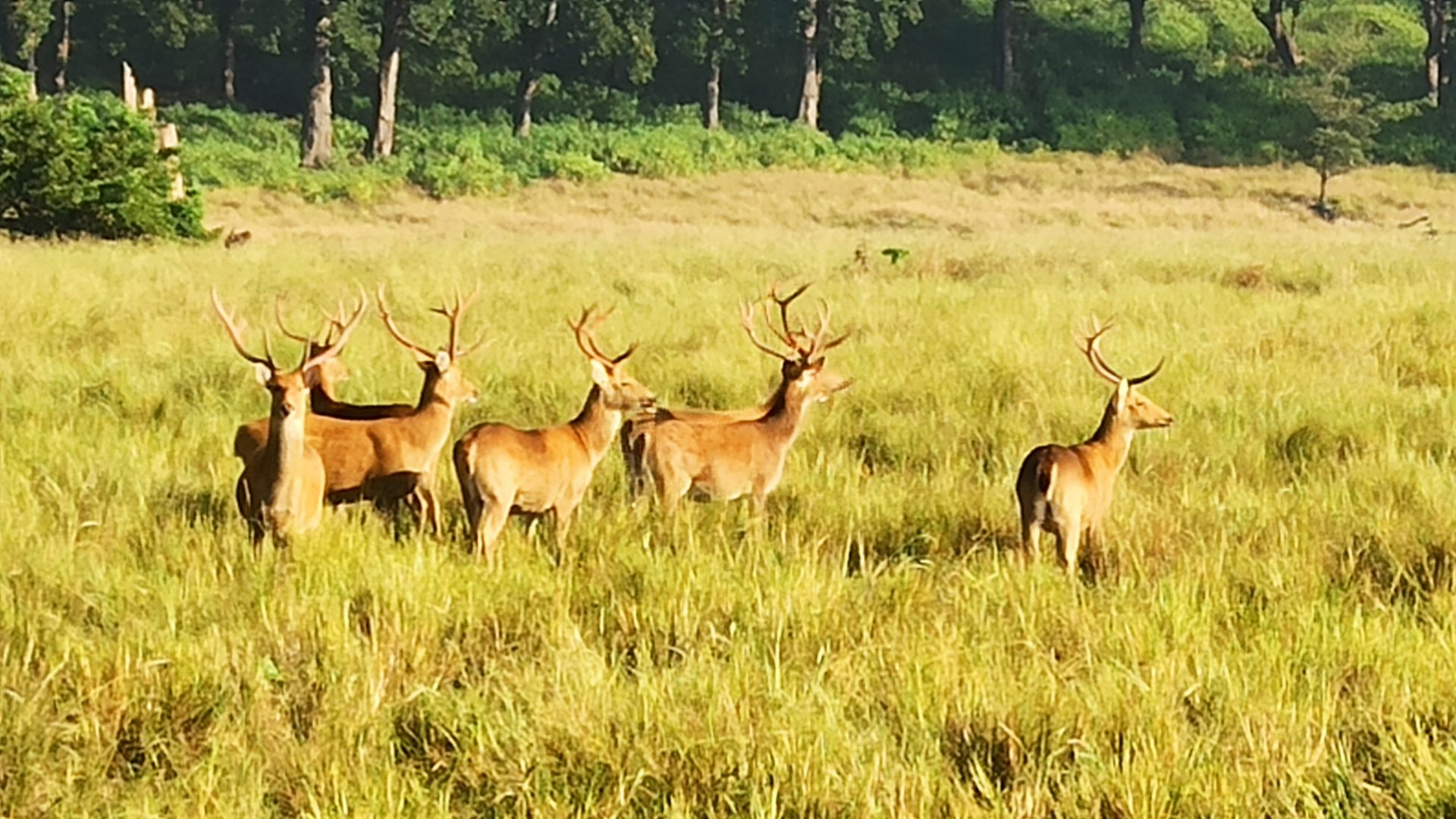 How barasinghas have bounced back in Kanha | Tehelka