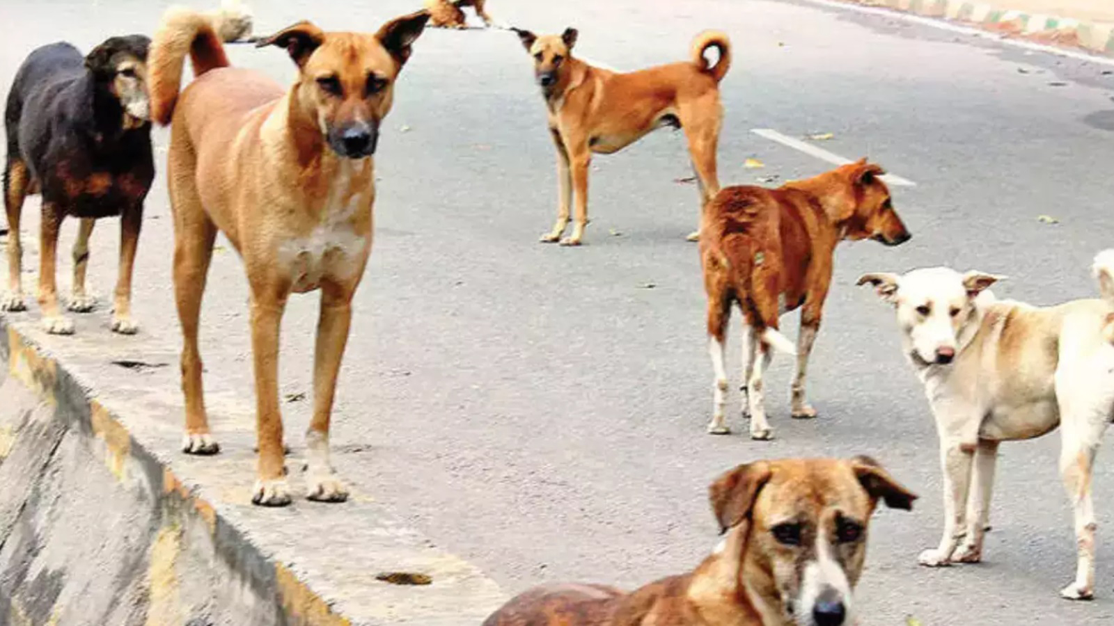 Respite for animal lovers, SC says stray dogs to return to streets post ...