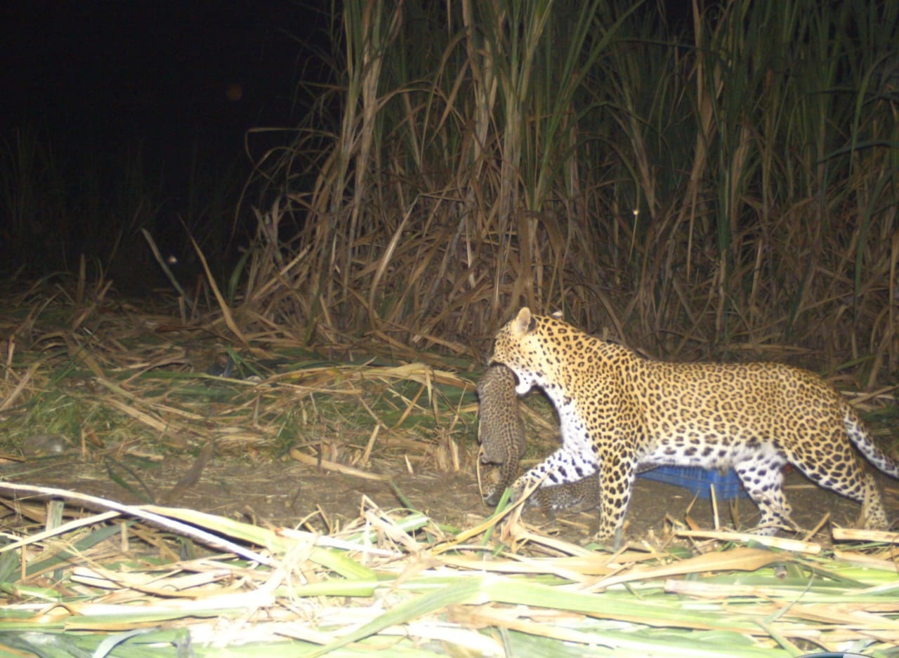 Rise in human-leopard conflict amid changing landscape | Tehelka