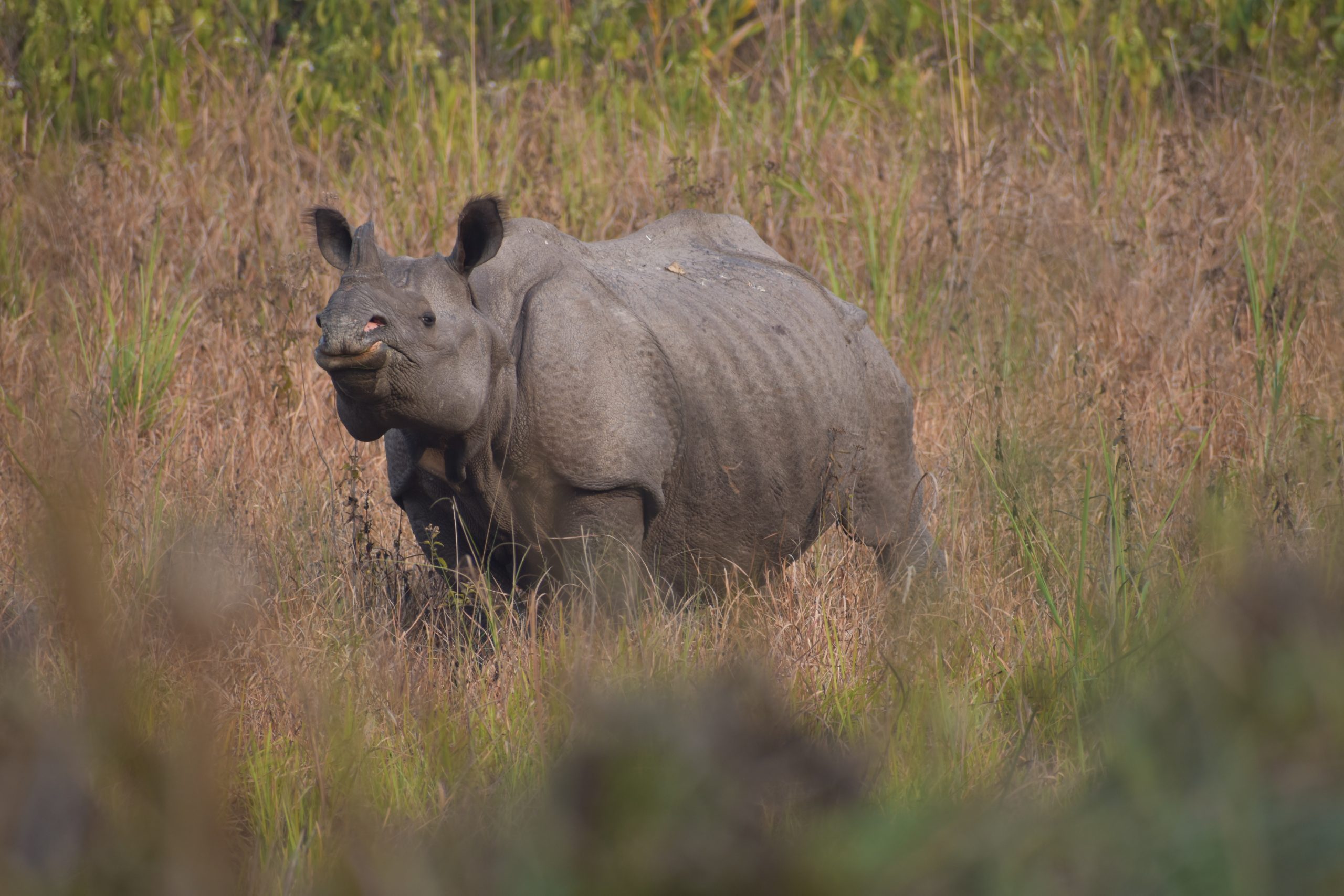 Conserving rhinos in Jaldapara | Tehelka