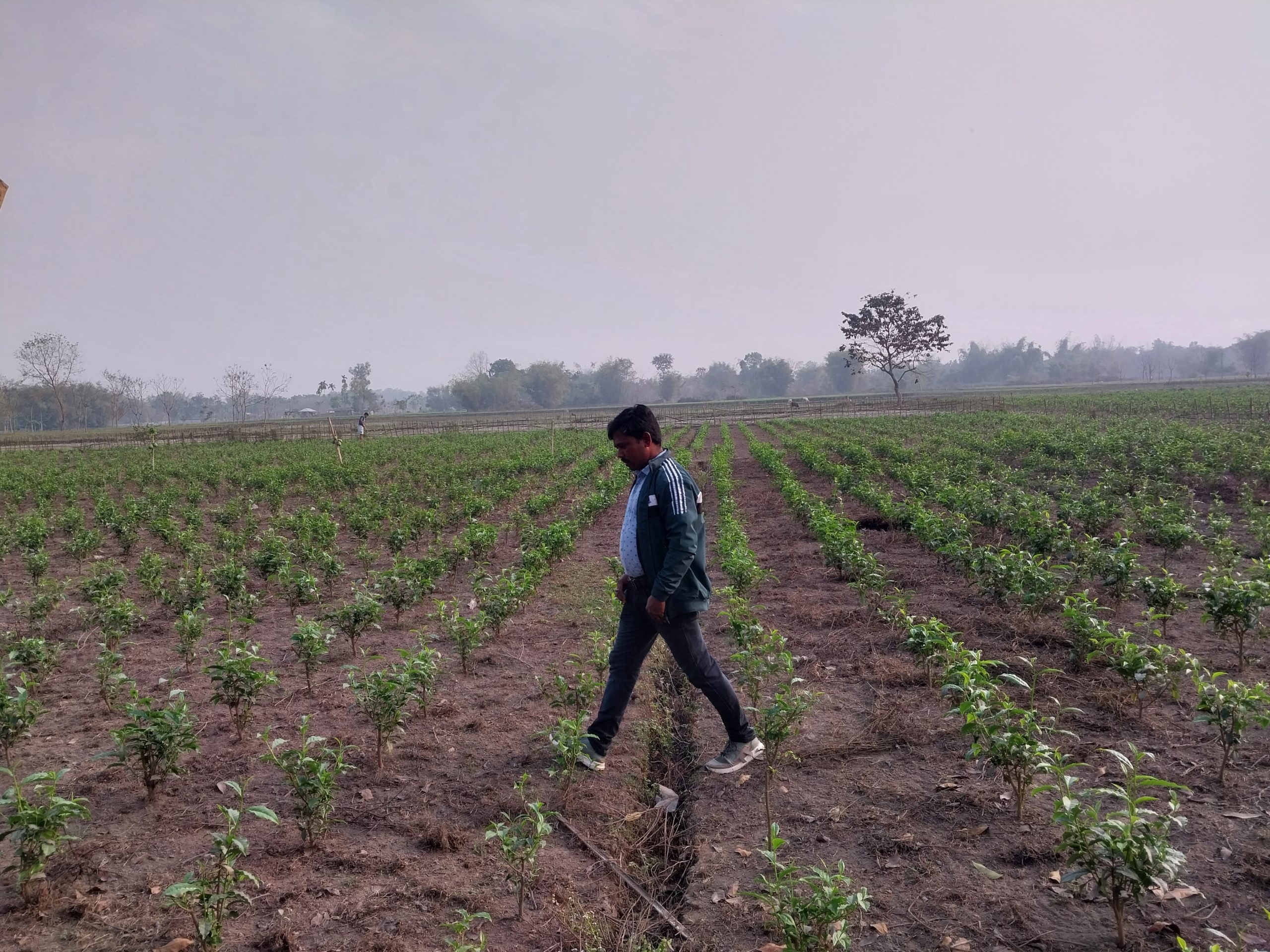 Making crop switch to counter elephants | Tehelka