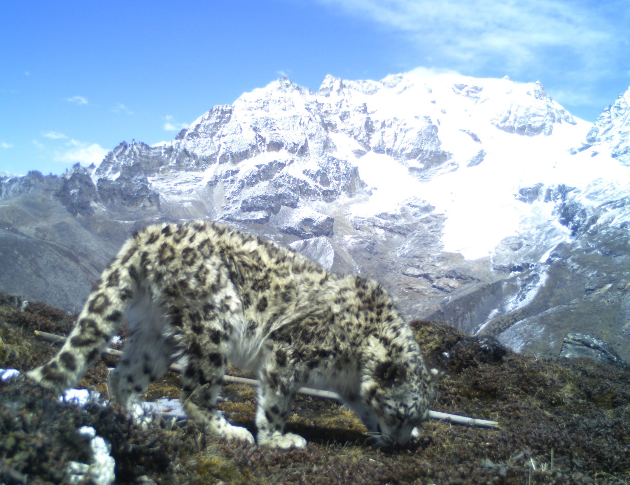 Tracking the cat count in Eastern Himalayas | Tehelka