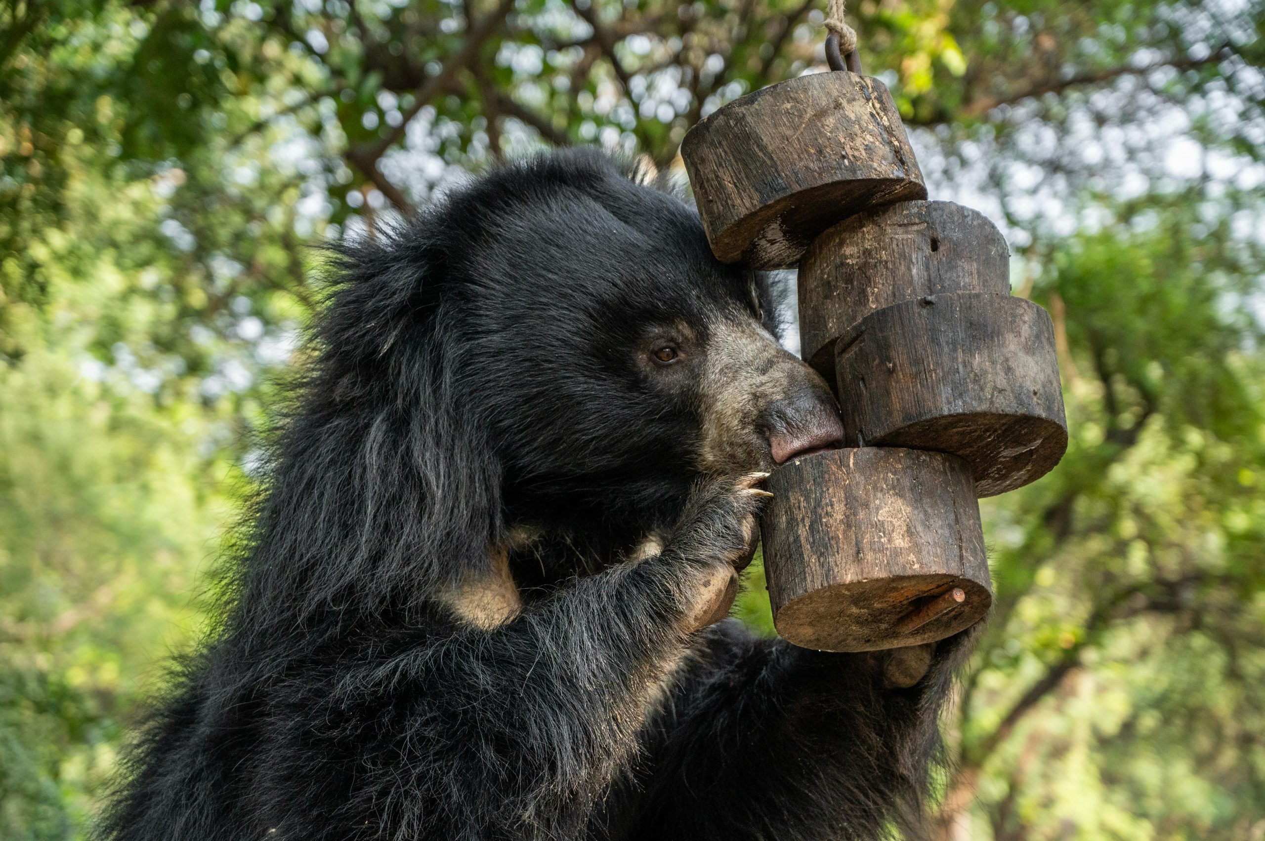 Bears in Peril | Tehelka